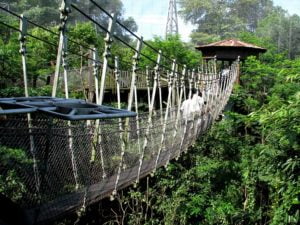 Singapore orchids and birds - Glimpses of the World