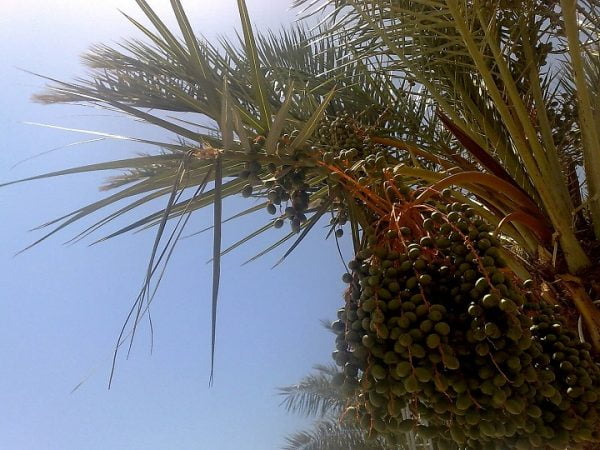 THINGS TO DO IN AQABA :: Attractions, Tips, Photos