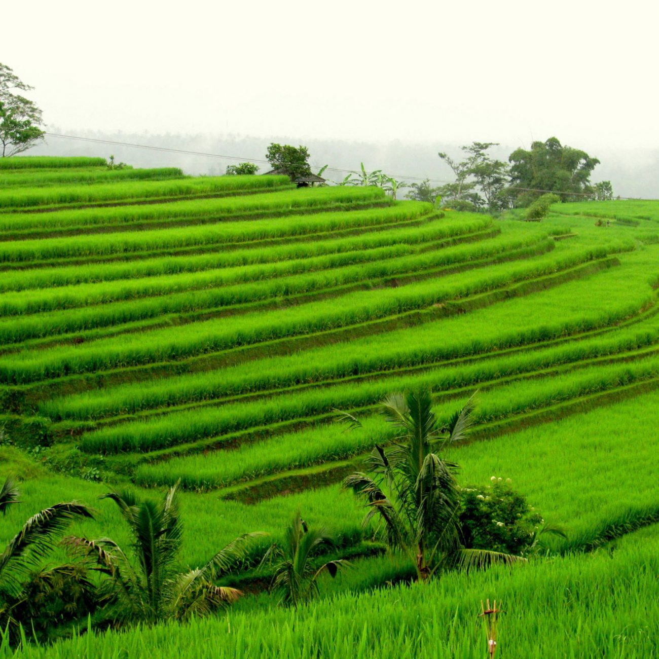 LET'S TRAVEL TO BALI :: Travelogue, Tips, Photos