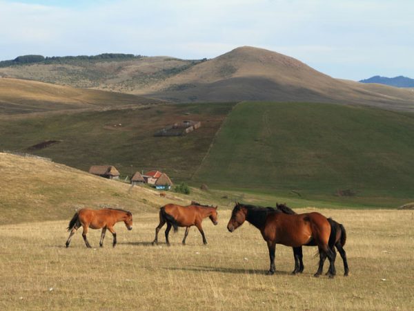 SJENICA SERBIA :: Things To See & Do