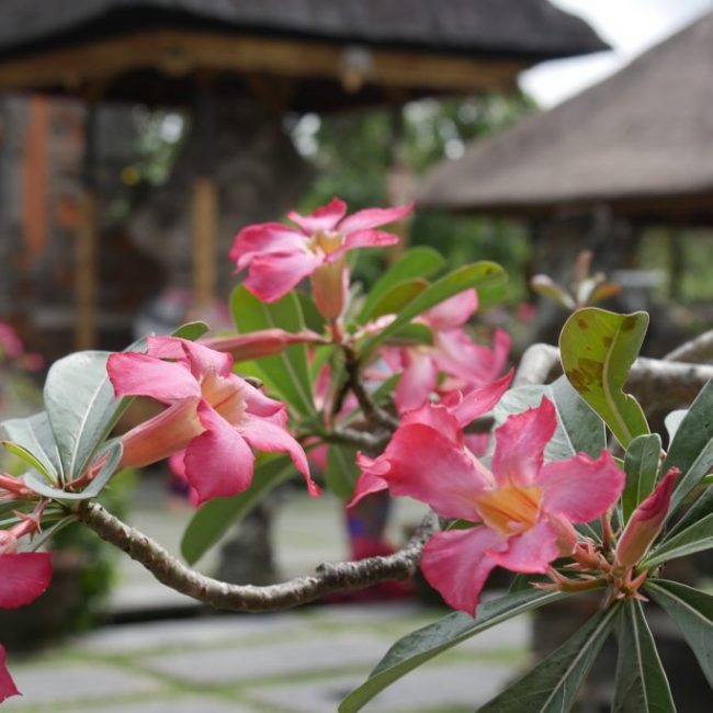 OSTRVO SIMI :: Šta da vidite